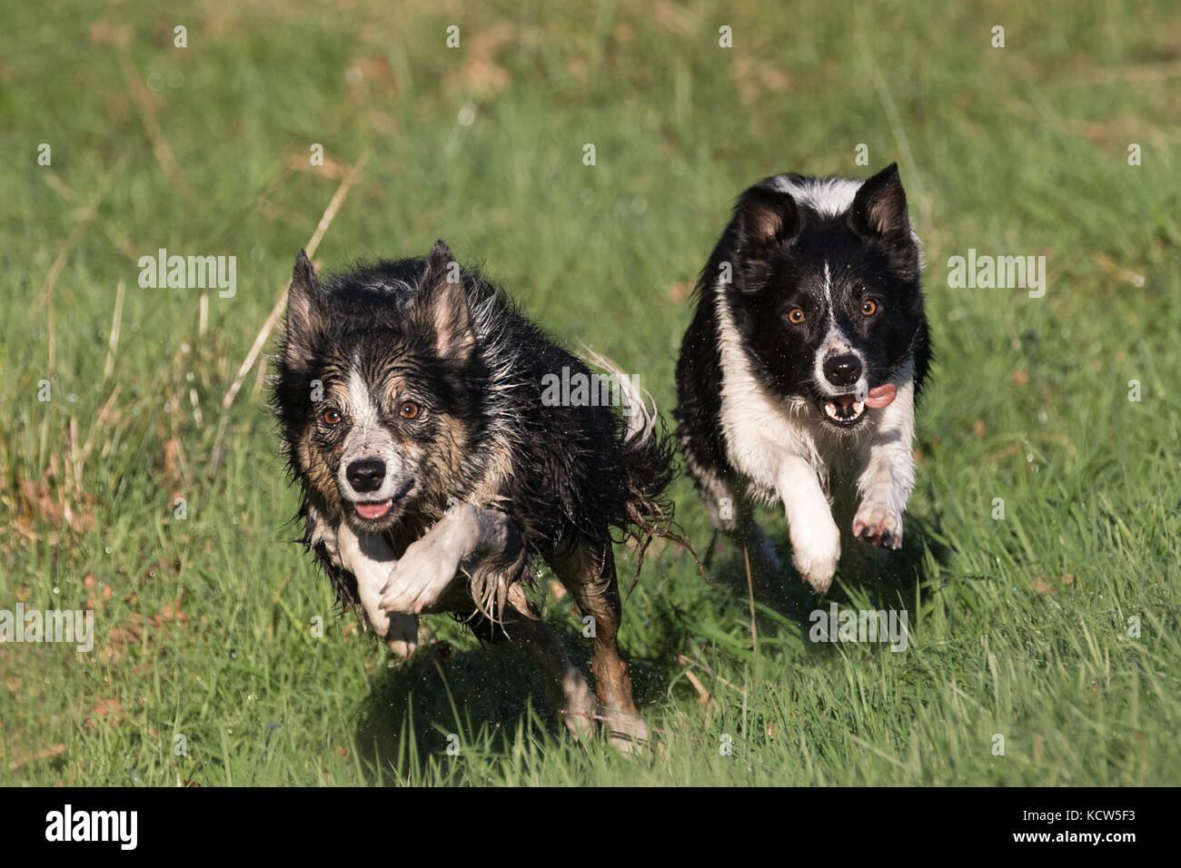 Border Collie Working Dogs in fields in England, UK Stock Photo - Alamy