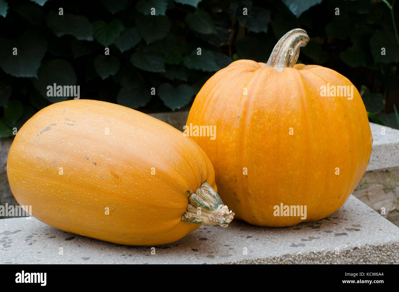 two whole pumpkins Stock Photo - Alamy