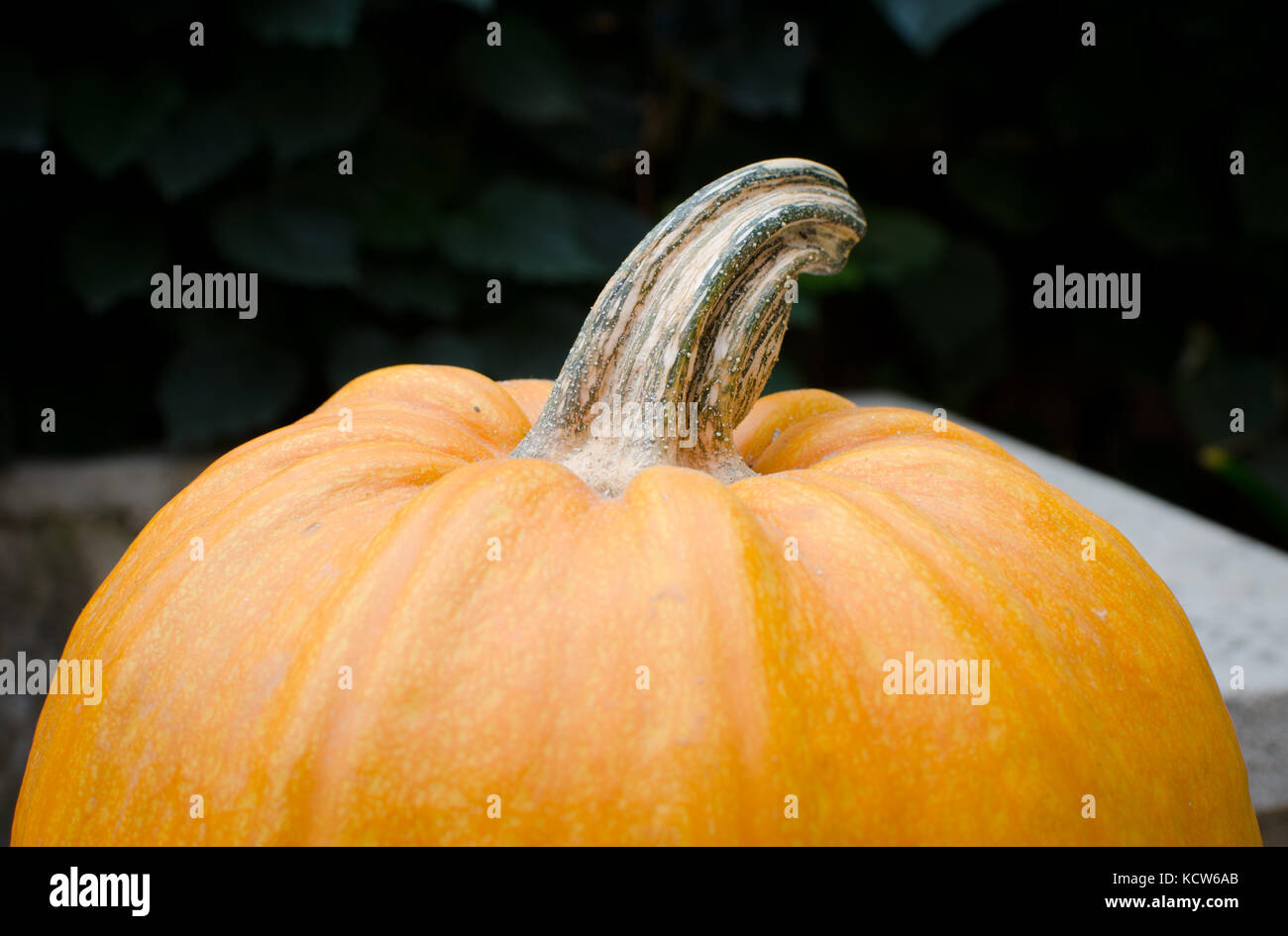 stem of pumpkin close up Stock Photo - Alamy