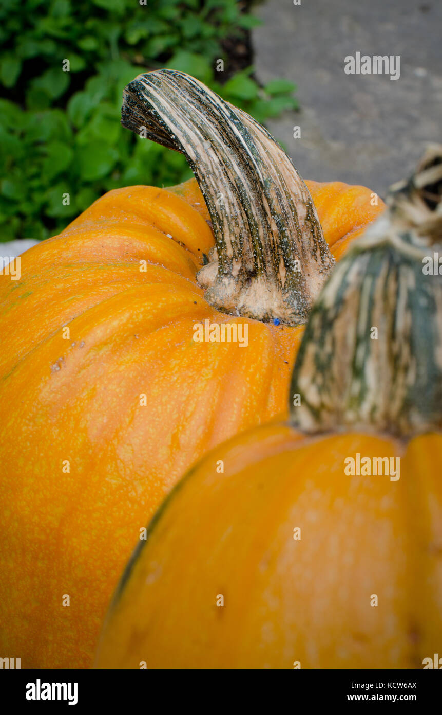 stem of pumpkin close up Stock Photo - Alamy