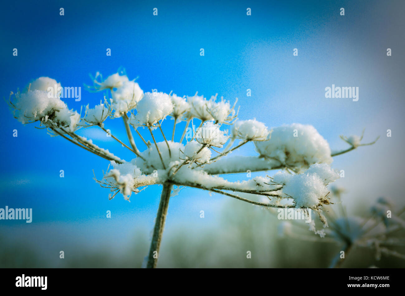 Winter landscape.Winter scene .Frozenned flower Stock Photo - Alamy