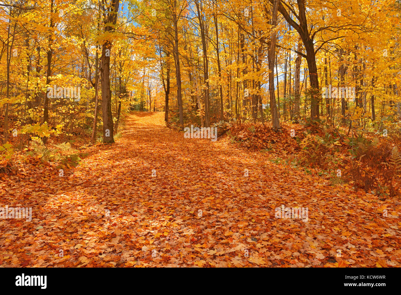 Sugar maple leaves hi-res stock photography and images - Alamy
