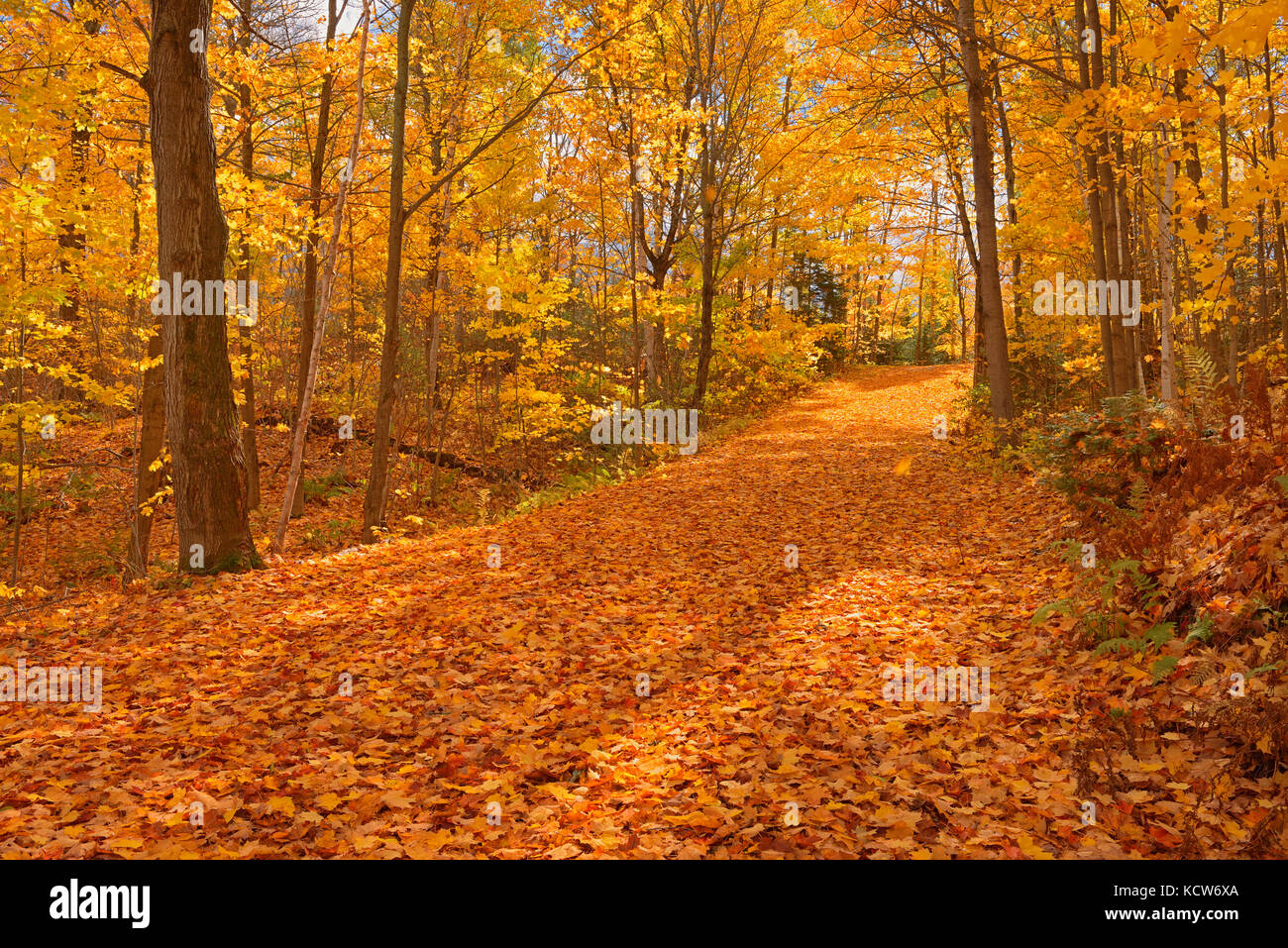 Country road covered in sugar maple leaves (Acer saccharum) in autumn ...