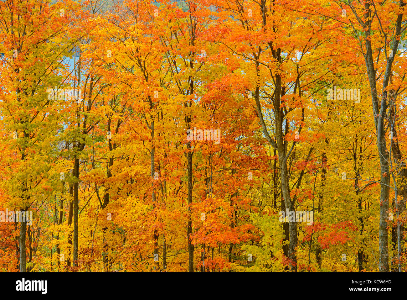 Deciduous Forest Maple Tree