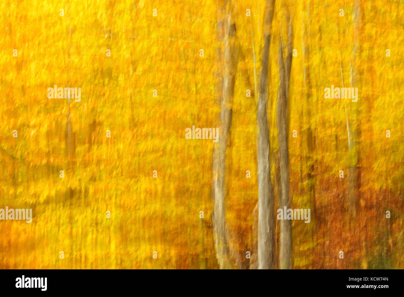 ICM of Deciduous forest of sugar maple trees (Acer saccharum) in Autumn ...