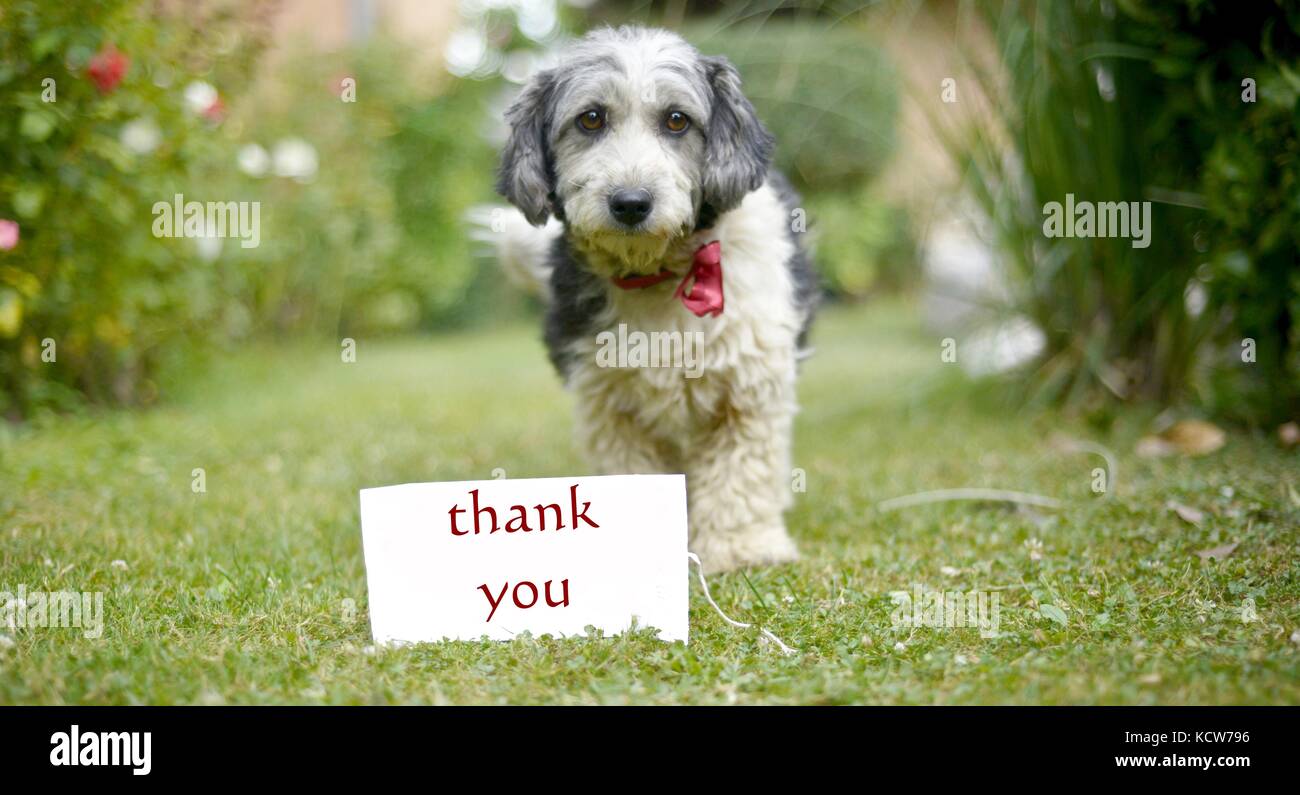 picture of a The cute black and white adopted stray dog on a green ...