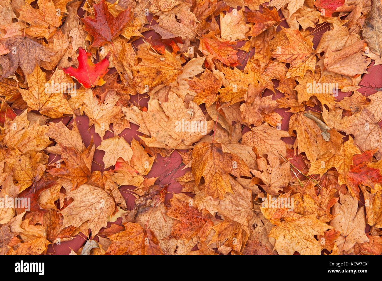 Sugar maple trees hi-res stock photography and images - Alamy