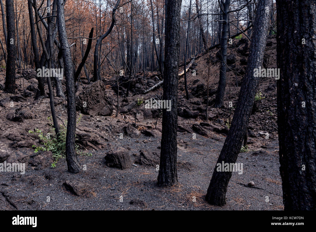 Vesuvius national park hi-res stock photography and images - Alamy