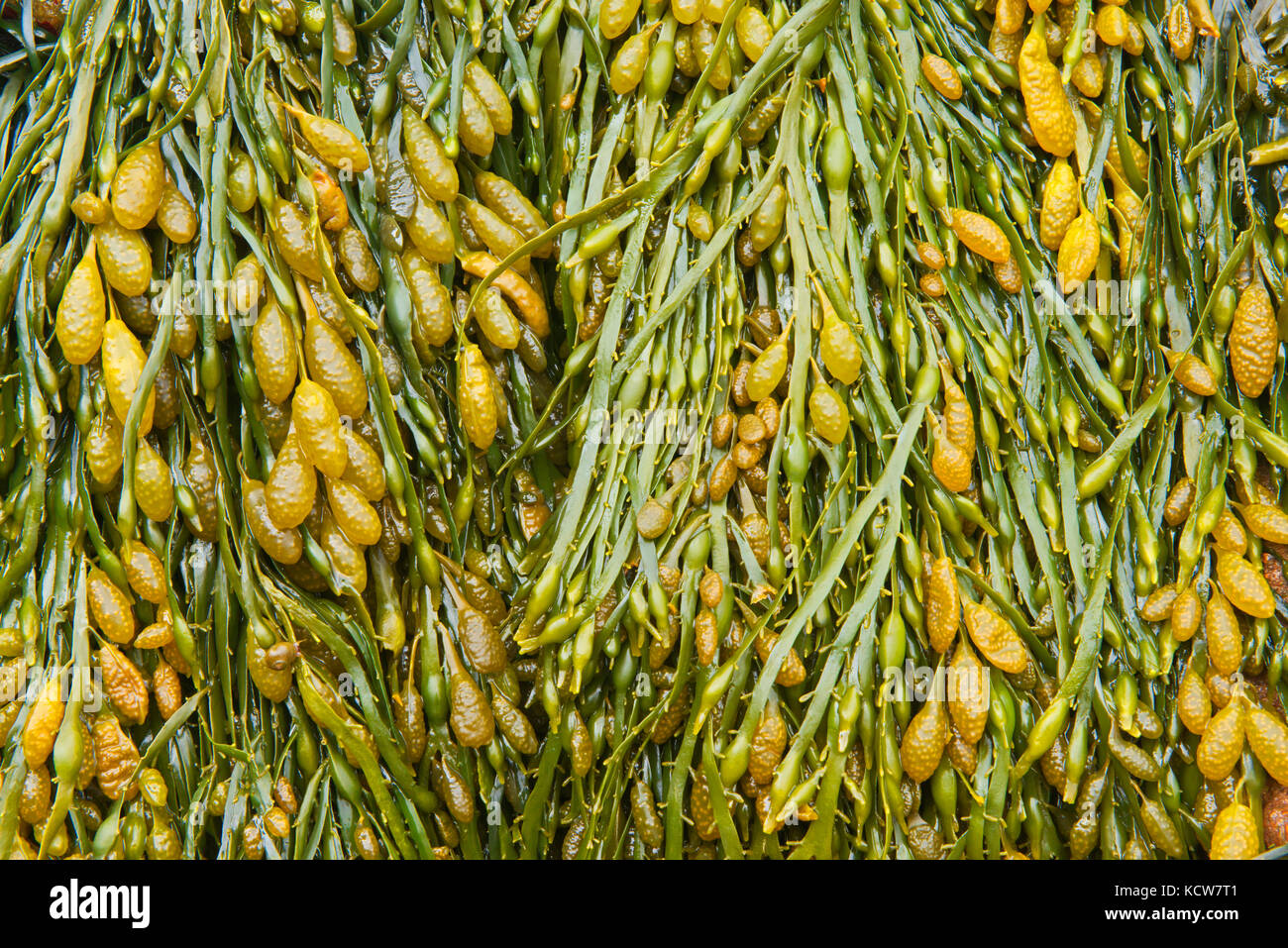 Kelp hi-res stock photography and images - Alamy