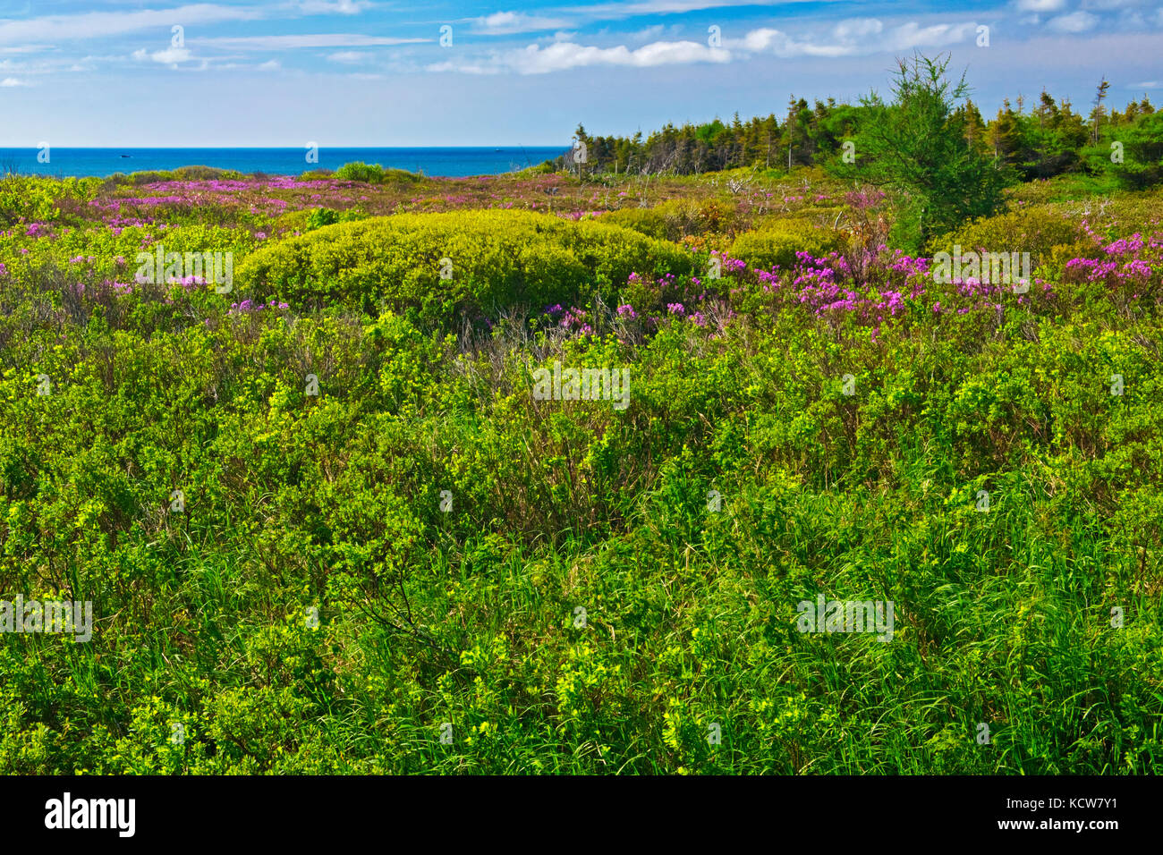 Laurel on the shoreline on the south shore of Miramichi Bay, Escuminac ...
