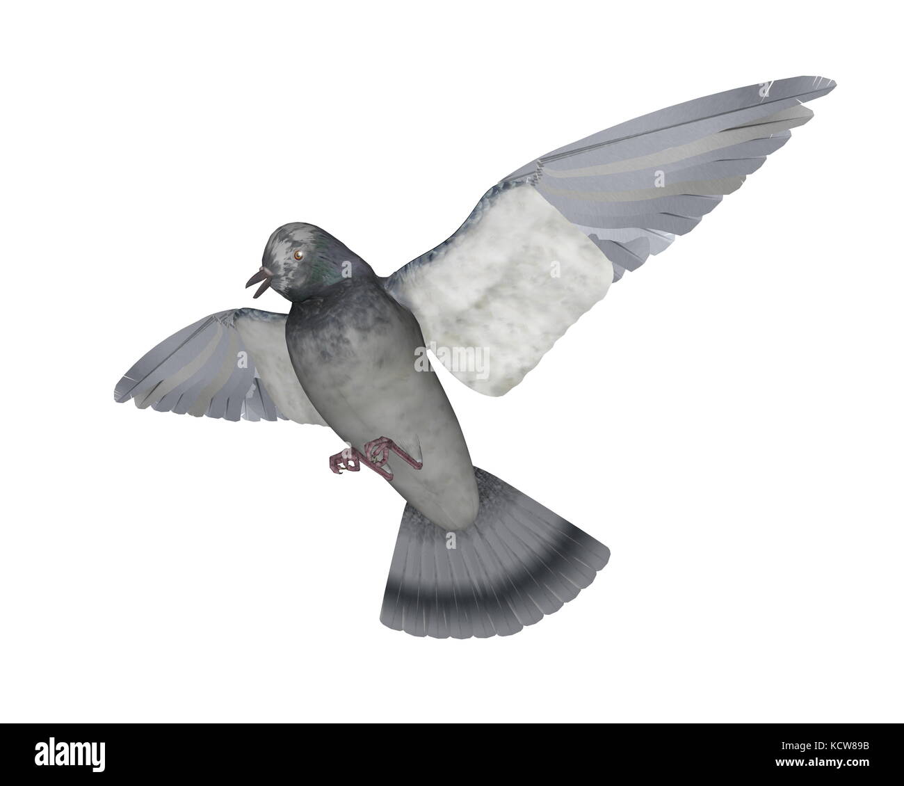 Pigeon flying isolated in white background - 3D render Stock Photo - Alamy