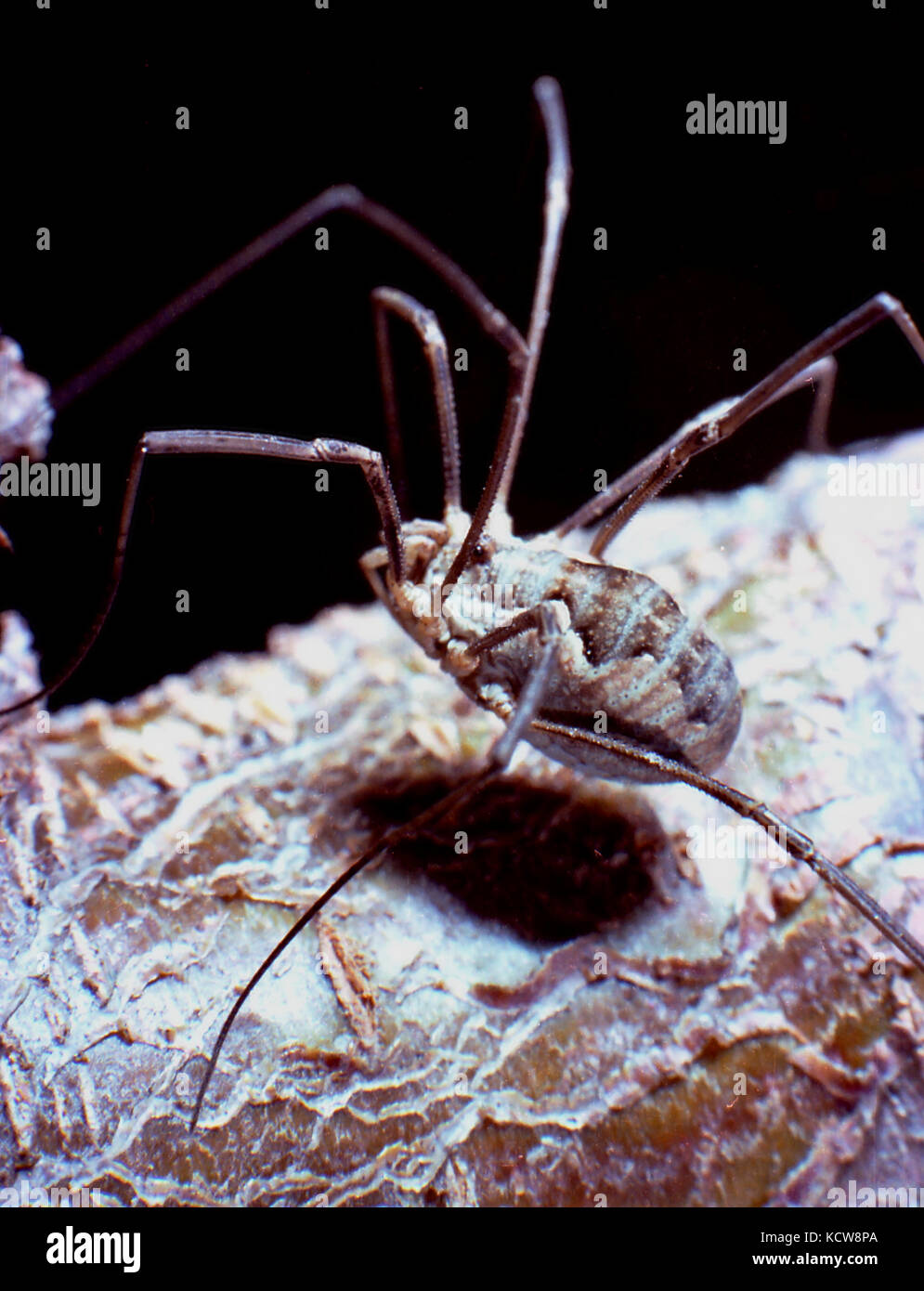 Spider insects hi-res stock photography and images - Alamy