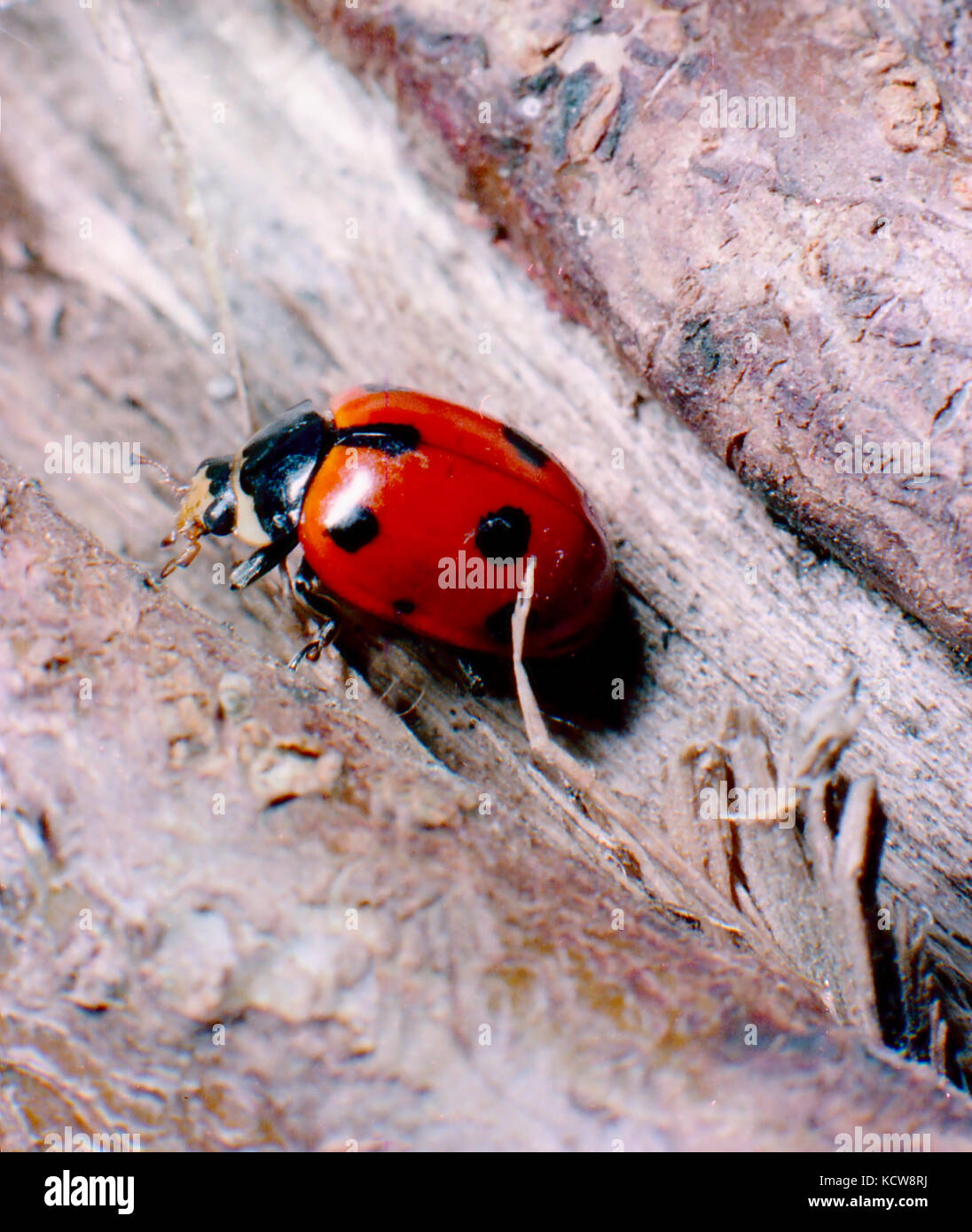 Ladybug insects hi-res stock photography and images - Alamy