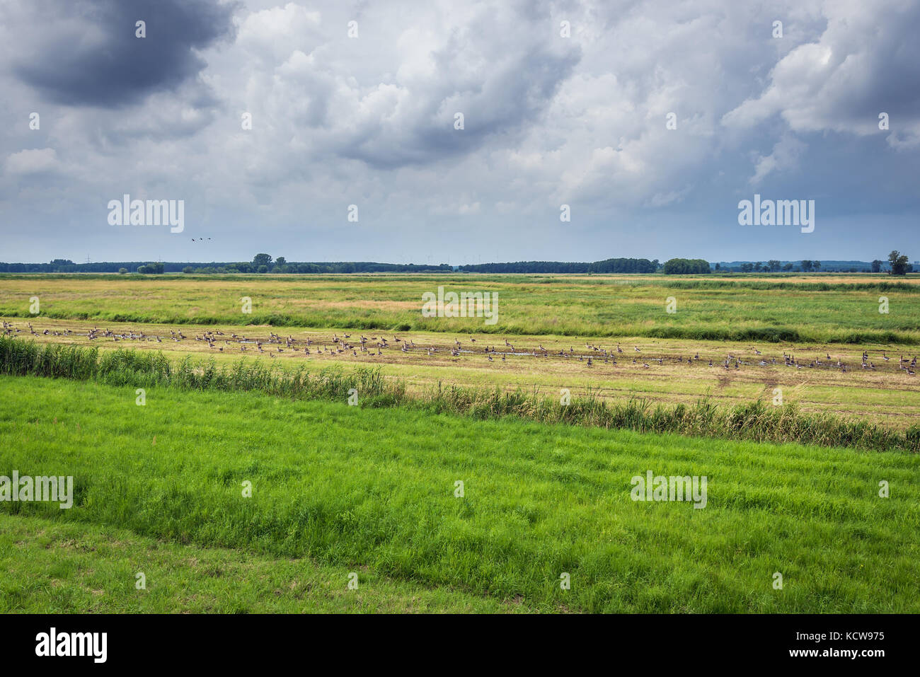 Flock of geese in Lower Oder Valley National Park in Brandenburg ...