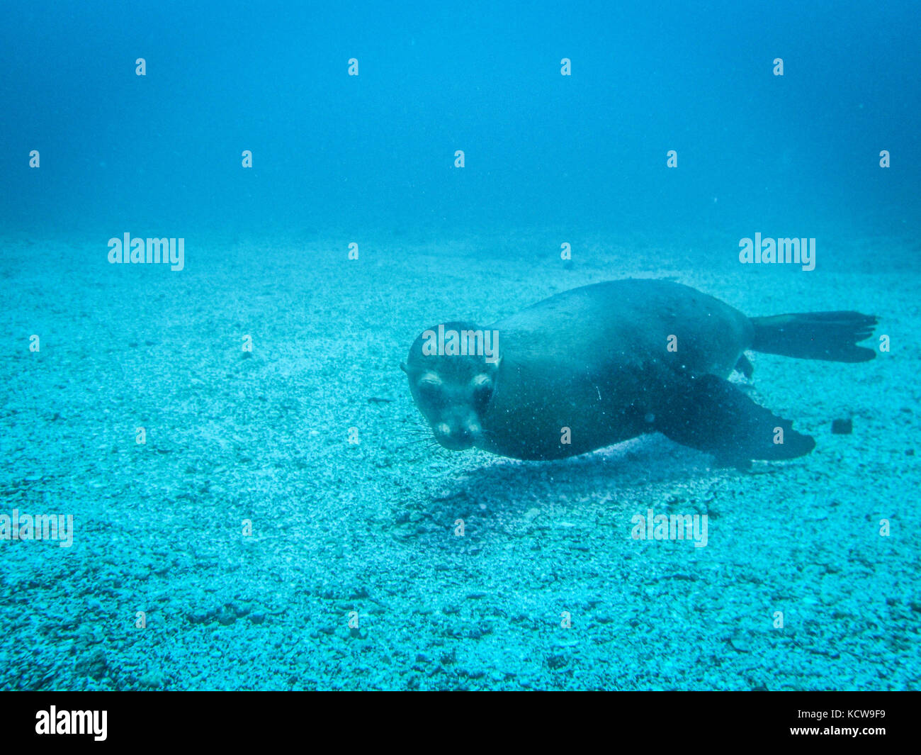 seal in la paz mexico Stock Photo - Alamy