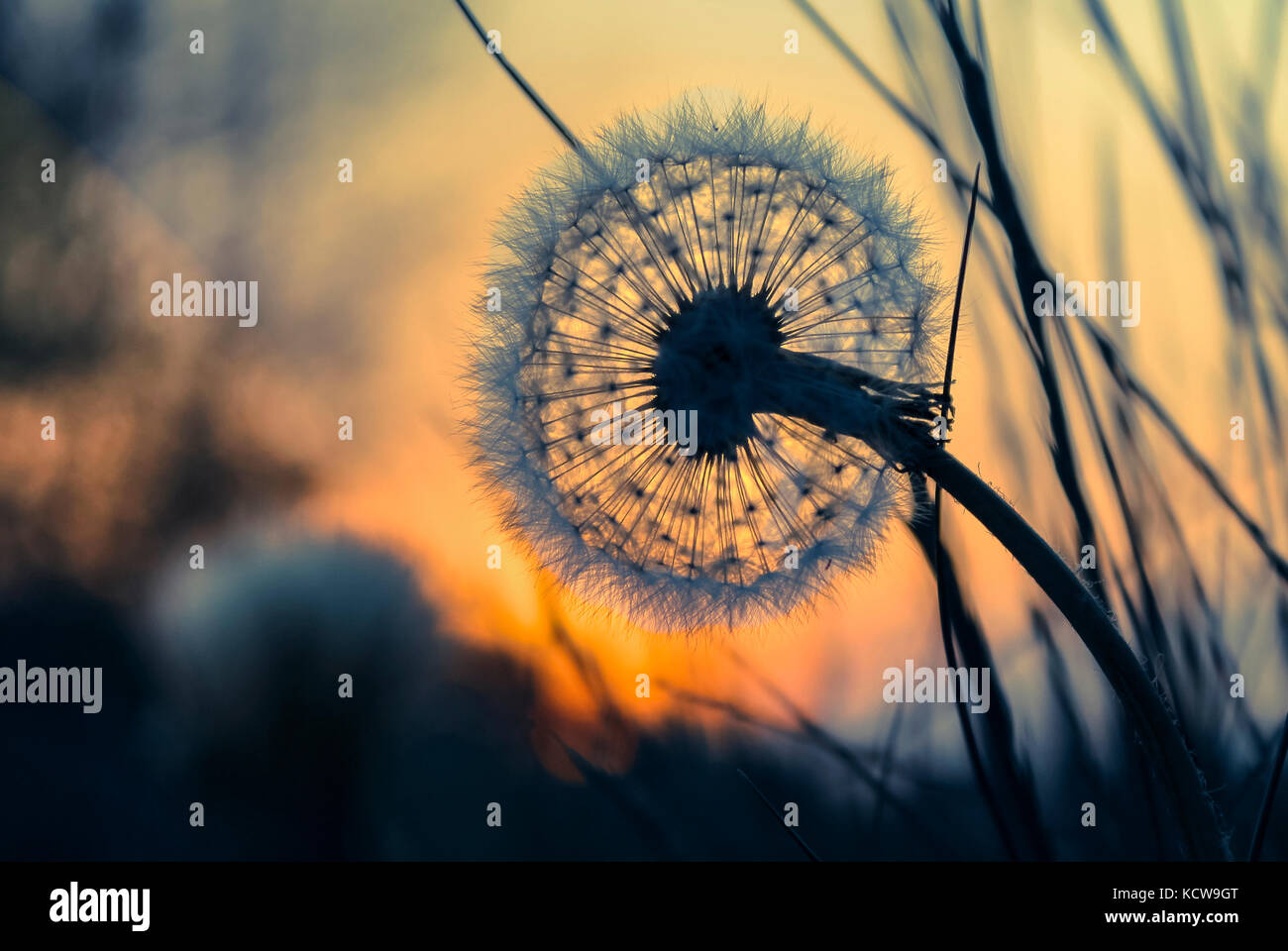Dandelion at sunset Stock Photo - Alamy