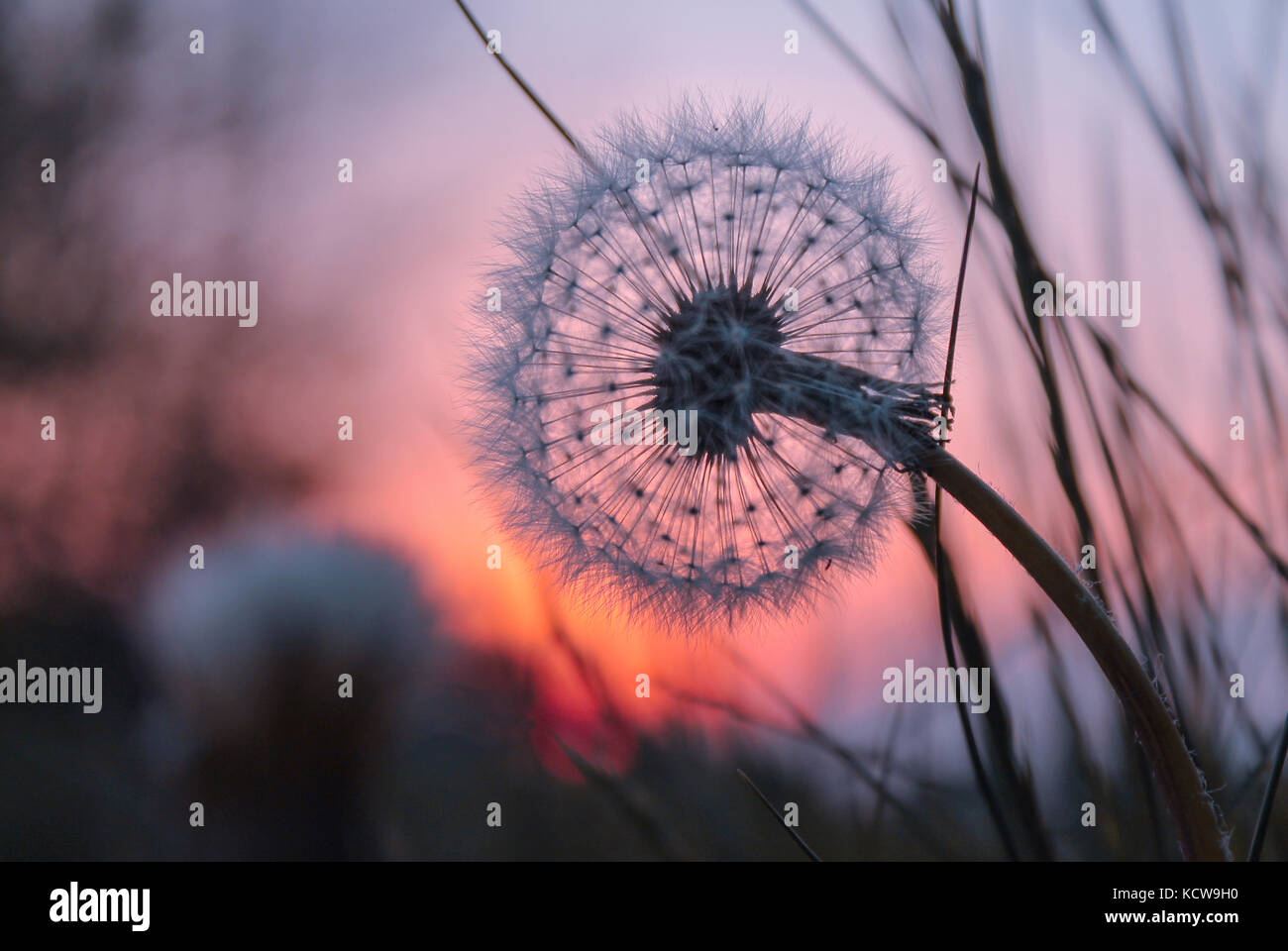 Dandelion at sunset Stock Photo - Alamy