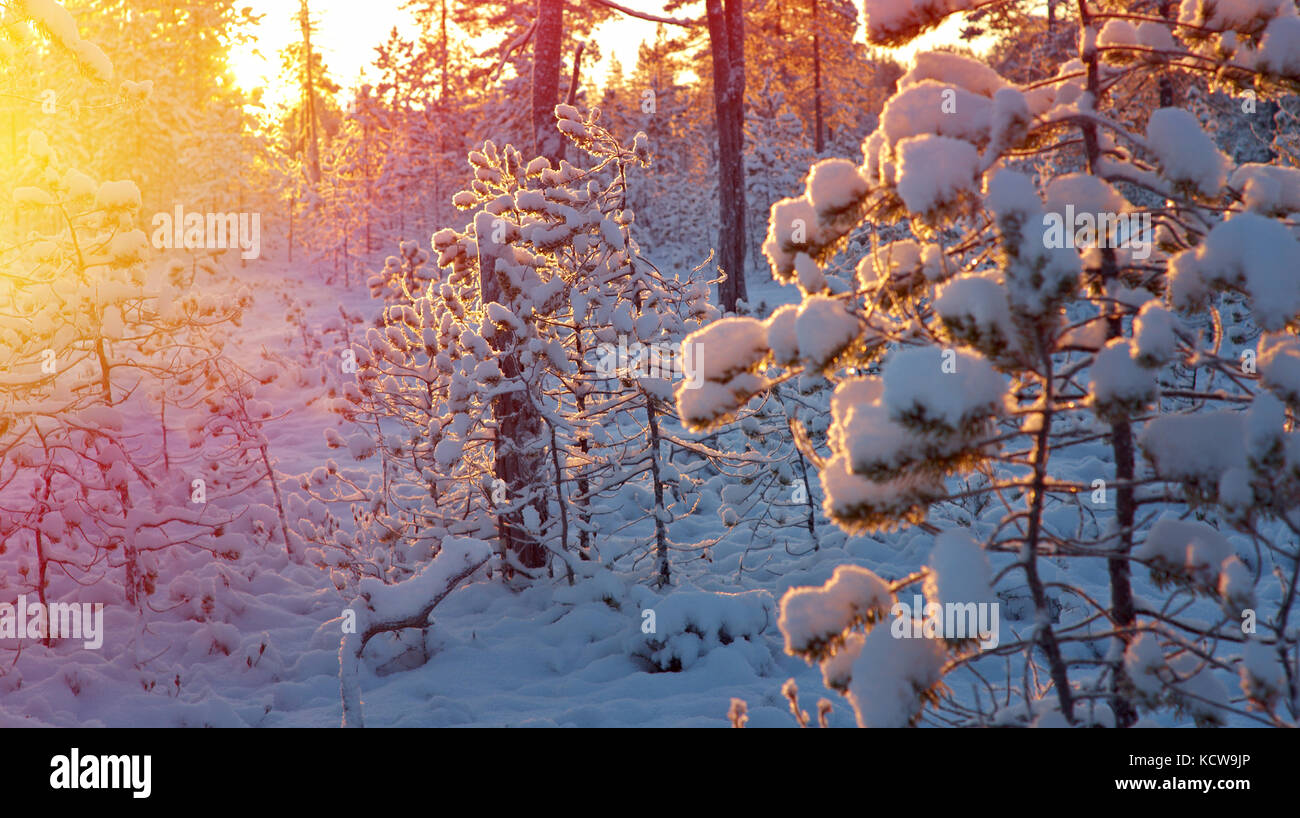 Winter snowy forest at sunset. Beautiful Christmas landscape.Shallow ...