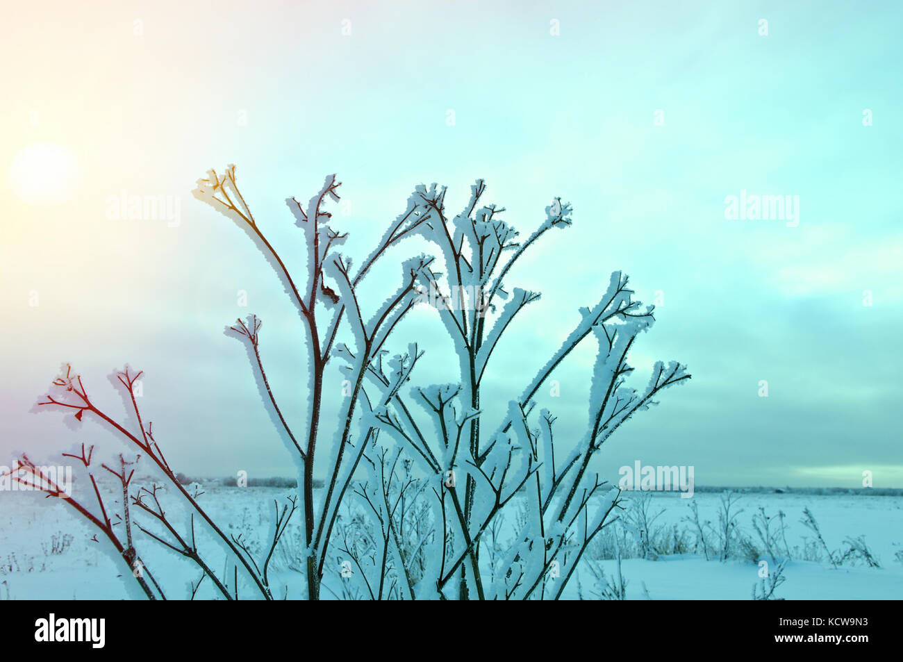 Frozen trees in snowy field.Winter landscape Stock Photo - Alamy