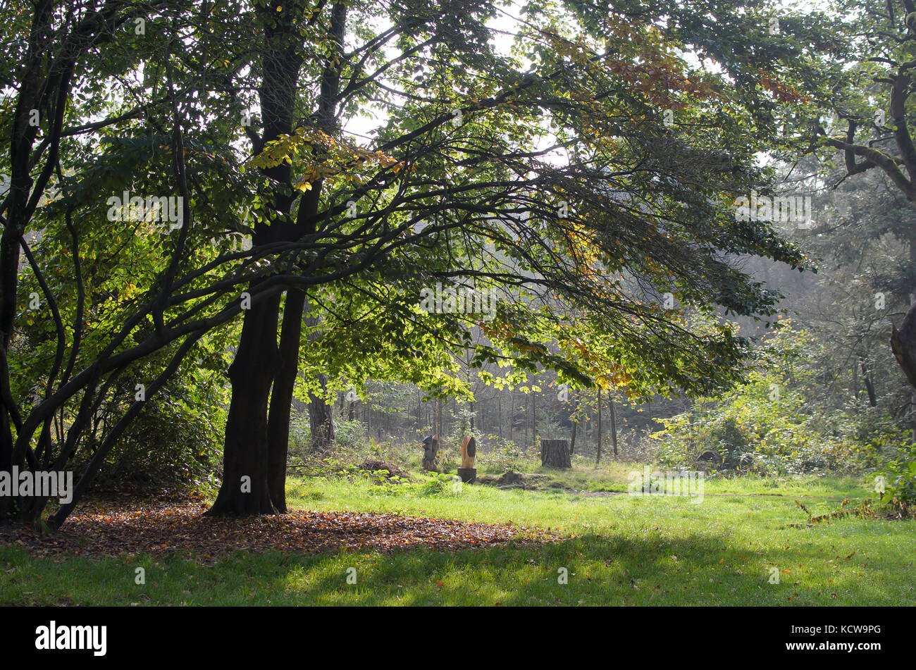 Sallandse heuvelrug national park hi-res stock photography and images ...