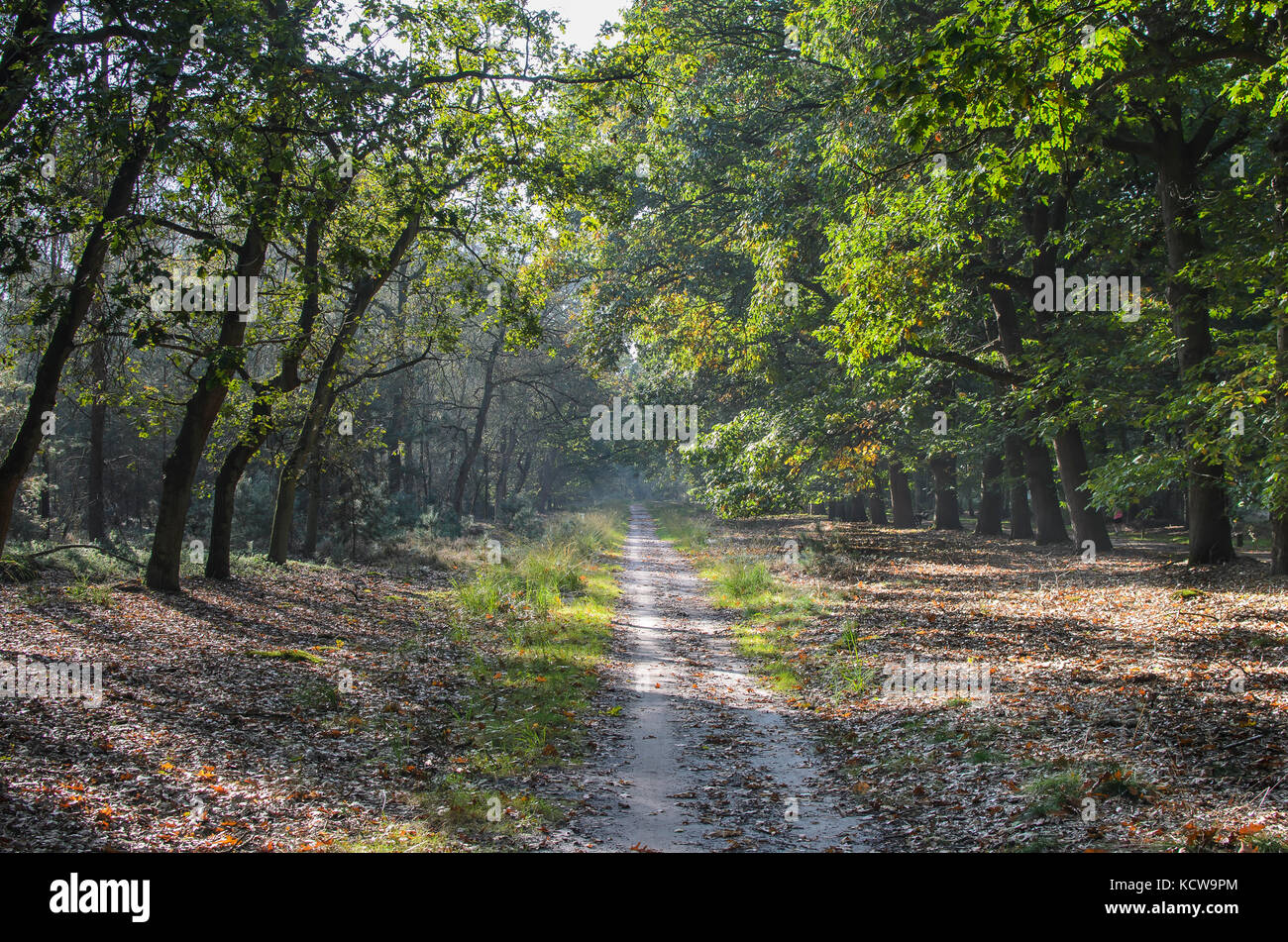 small dirt track through the trees of the forrest, National Park de ...