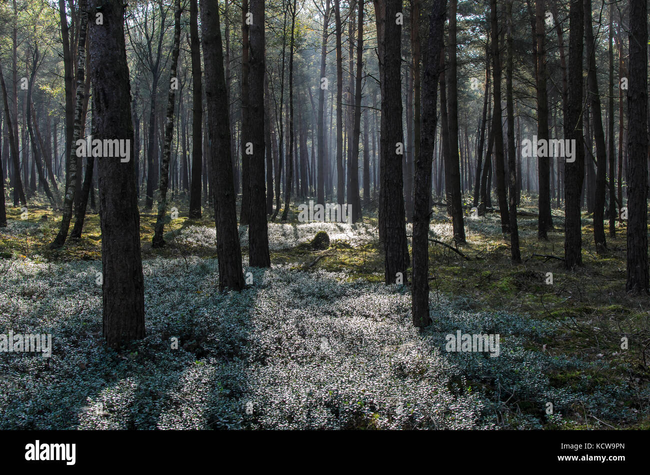 sunlight playing through the trees of the forrest, National Park de ...