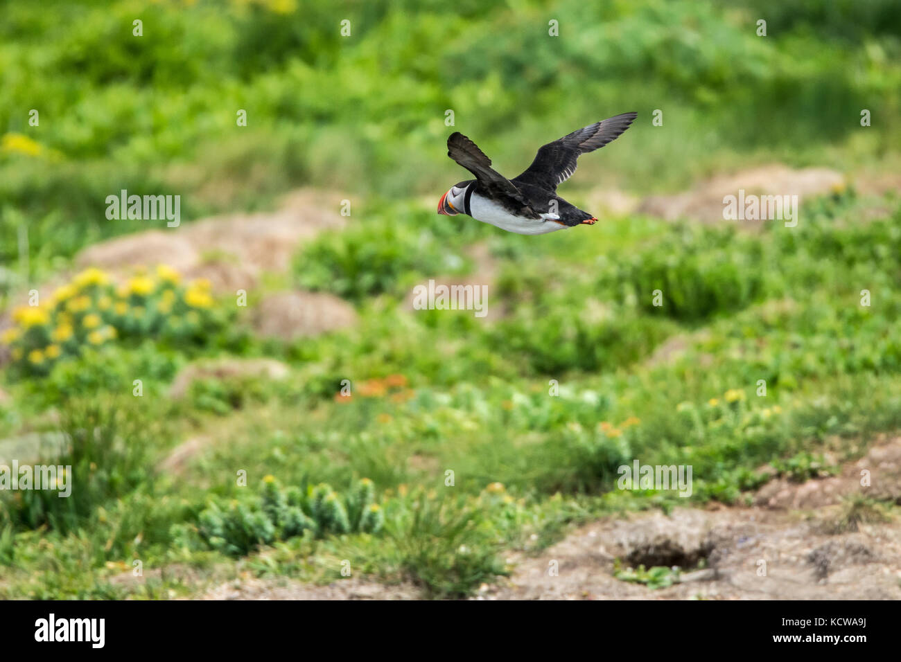 Atlantic puffin (Fratercula arctica) in flight on the north Atlantic ...