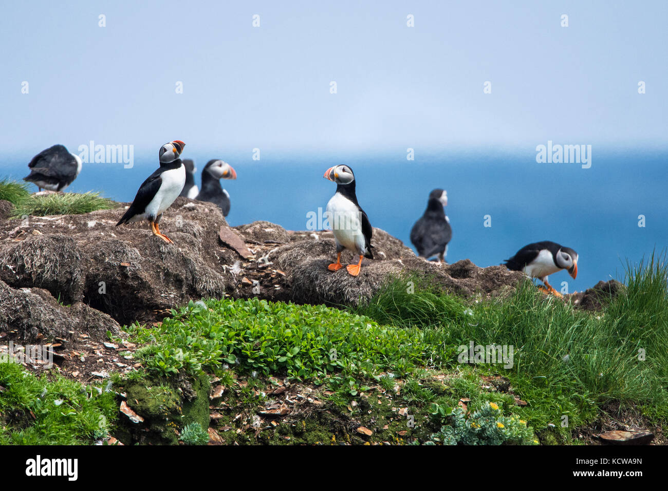 Atlantic puffins (Fratercula arctica) on ledge of cliff on the north ...