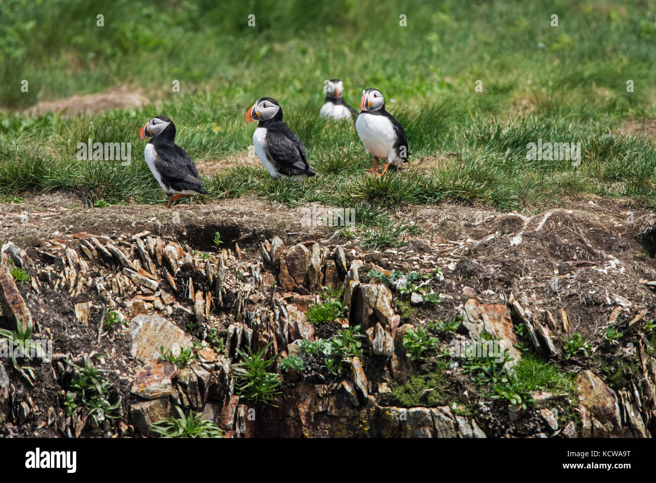 Atlantic puffins (Fratercula arctica) on ledge of cliff on the north ...