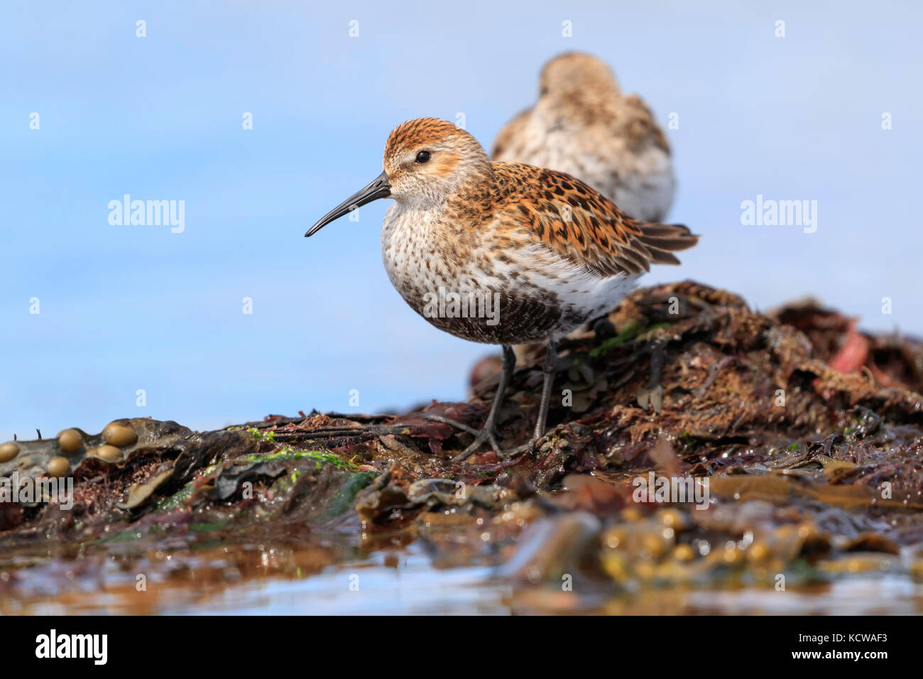 Dunlin in breeding plumage hi-res stock photography and images - Alamy