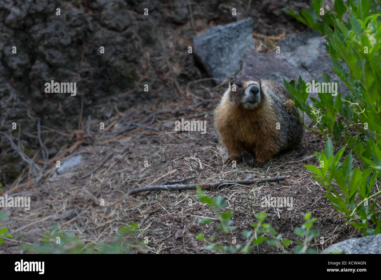 Marmot on Forest Floor with copy space to left Stock Photo - Alamy