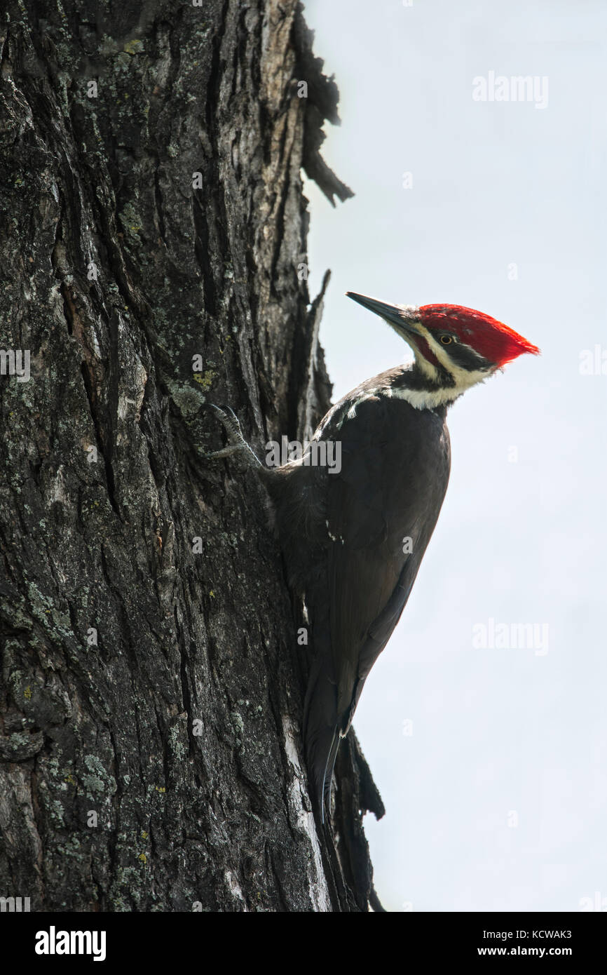 Pileated Woodpecker Dryocopus Pileatus In Maple Tree Hi Res Stock