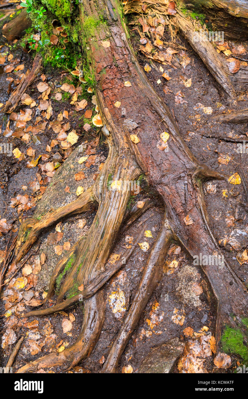 Yellow fallen tree leaves and bold tree roots Stock Photo - Alamy