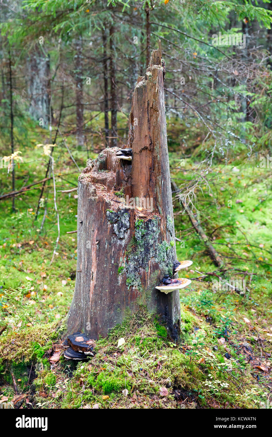 Old tall tree stump with fungus in forest in autumn Stock Photo - Alamy