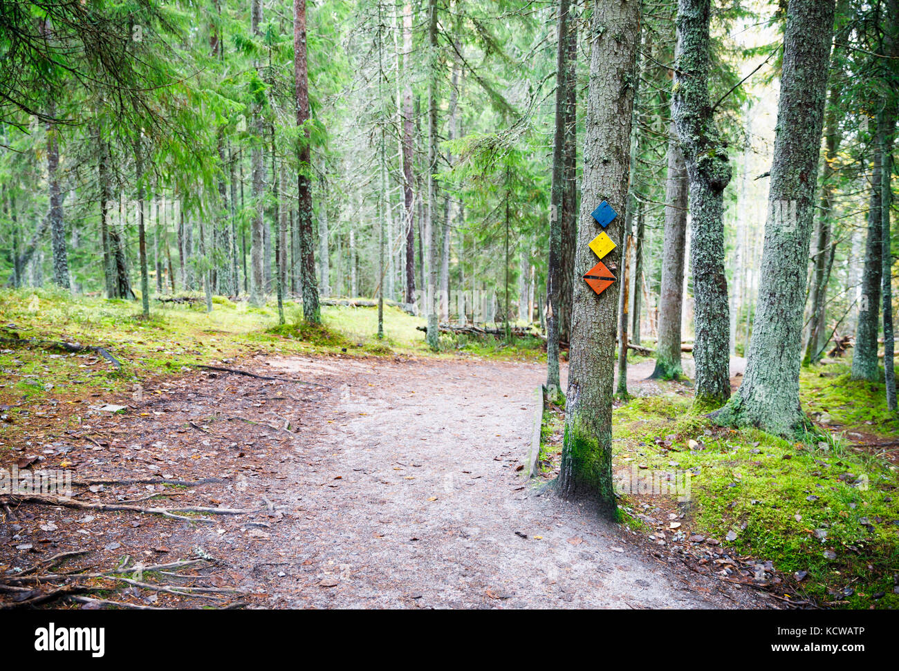 Signs on a tree marking hiking track in forest Stock Photo - Alamy