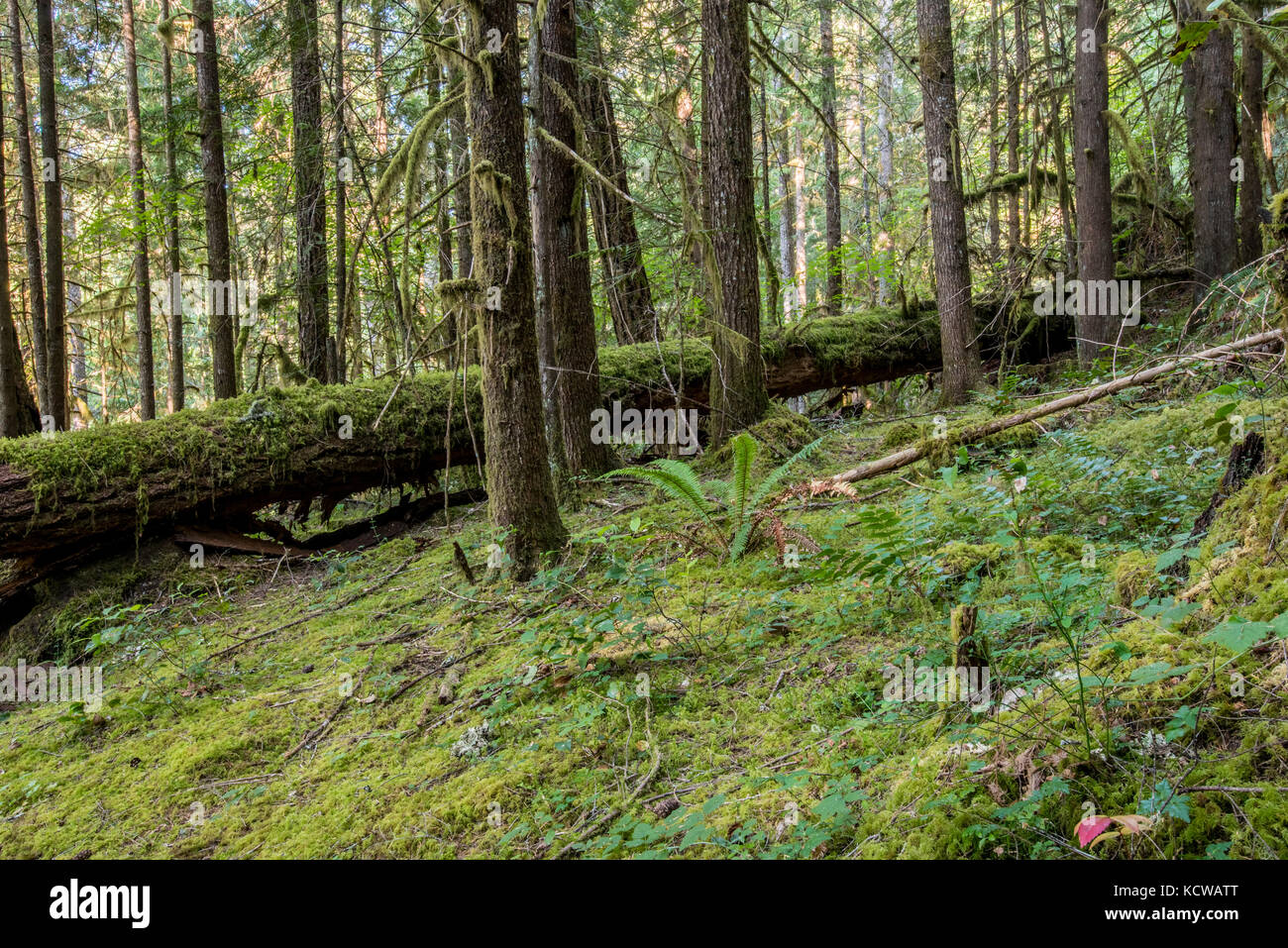 Moss Takes Over Oregon Forest and fallen tree trunks Stock Photo - Alamy