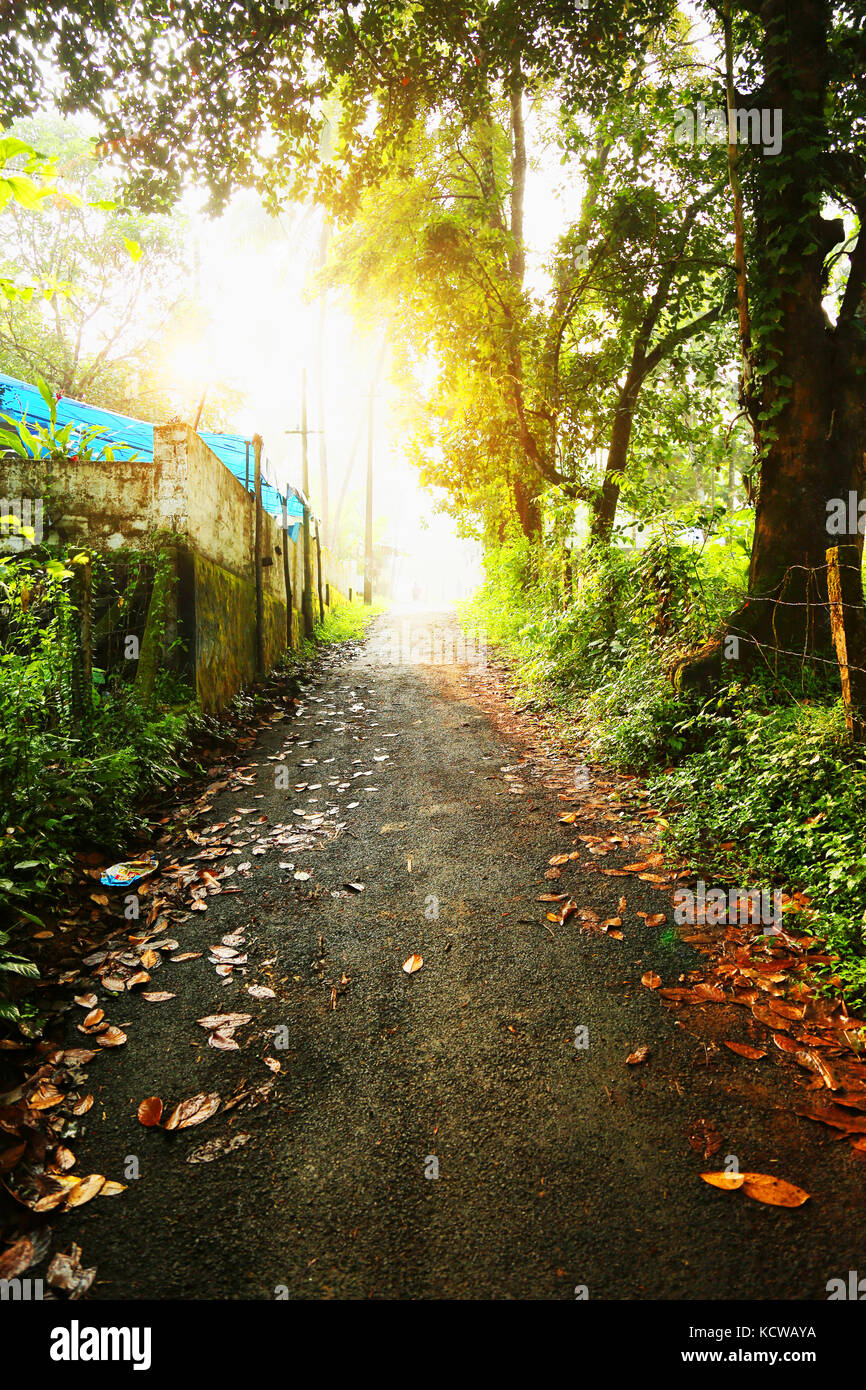 Sunbeams pour through trees in hi-res stock photography and images - Alamy