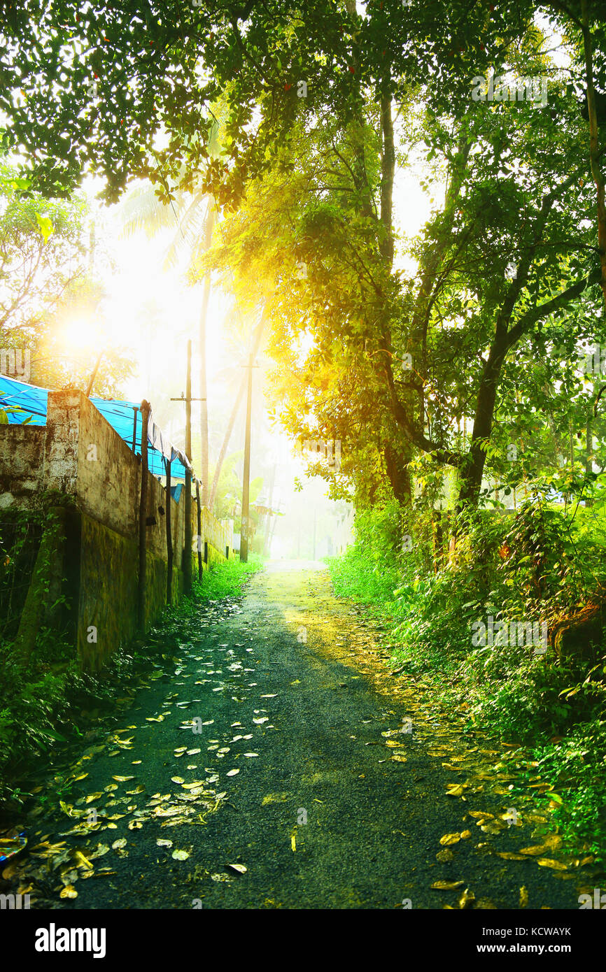Path road way in the forest Stock Photo - Alamy