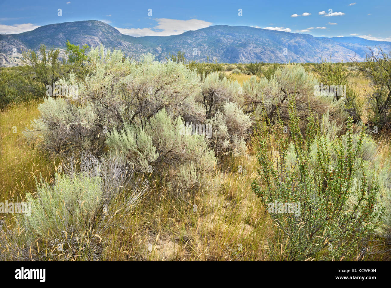 Sagebrush in Antelope-brush ecosystem. Okanagan Valley, Osoyoos ...