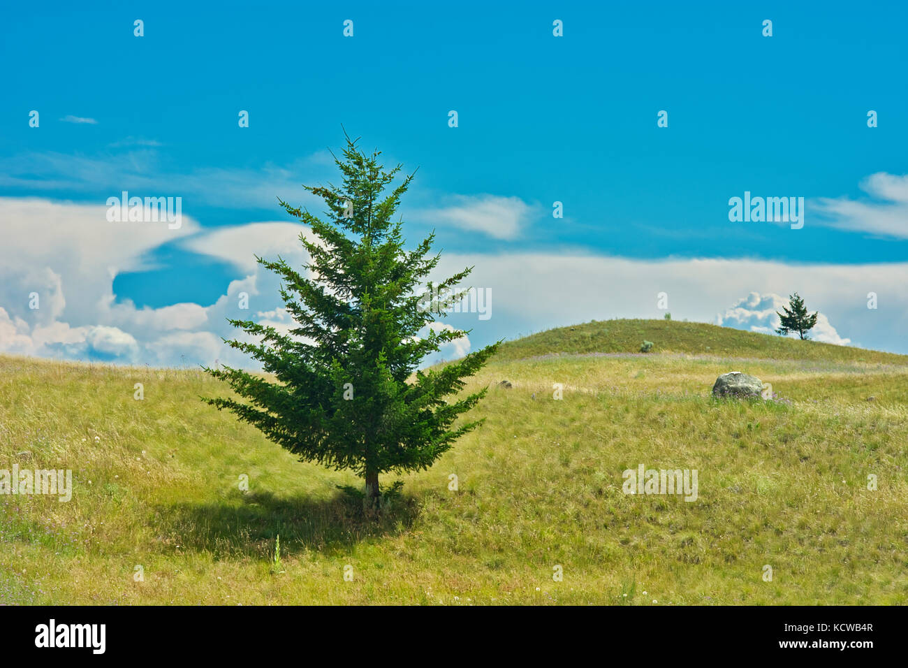 Spruce trees in grasslands hi-res stock photography and images - Alamy