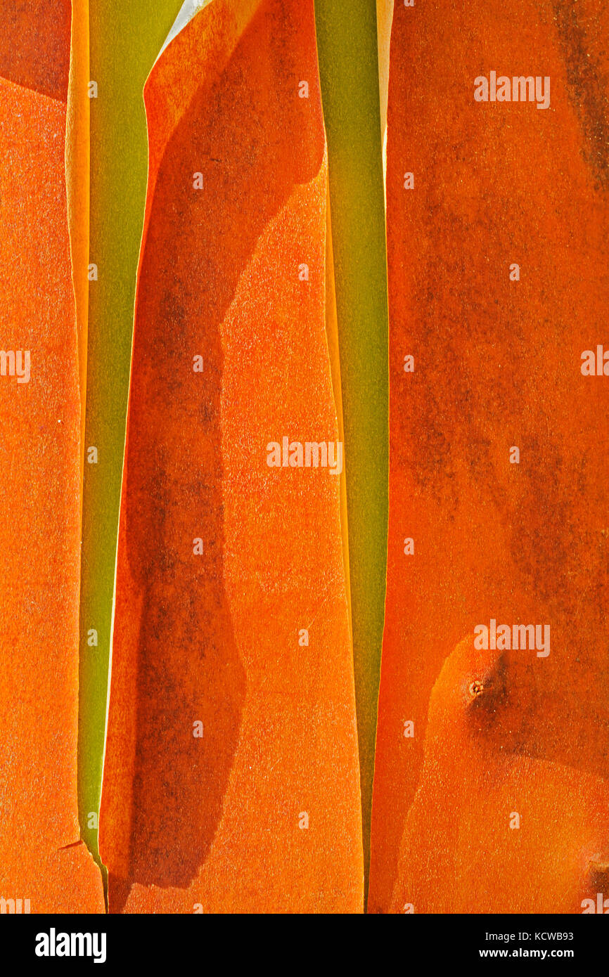 Bark of Arbutus (Pacific Madrone) (Arbutus menzeisii) tree. Canada's ...