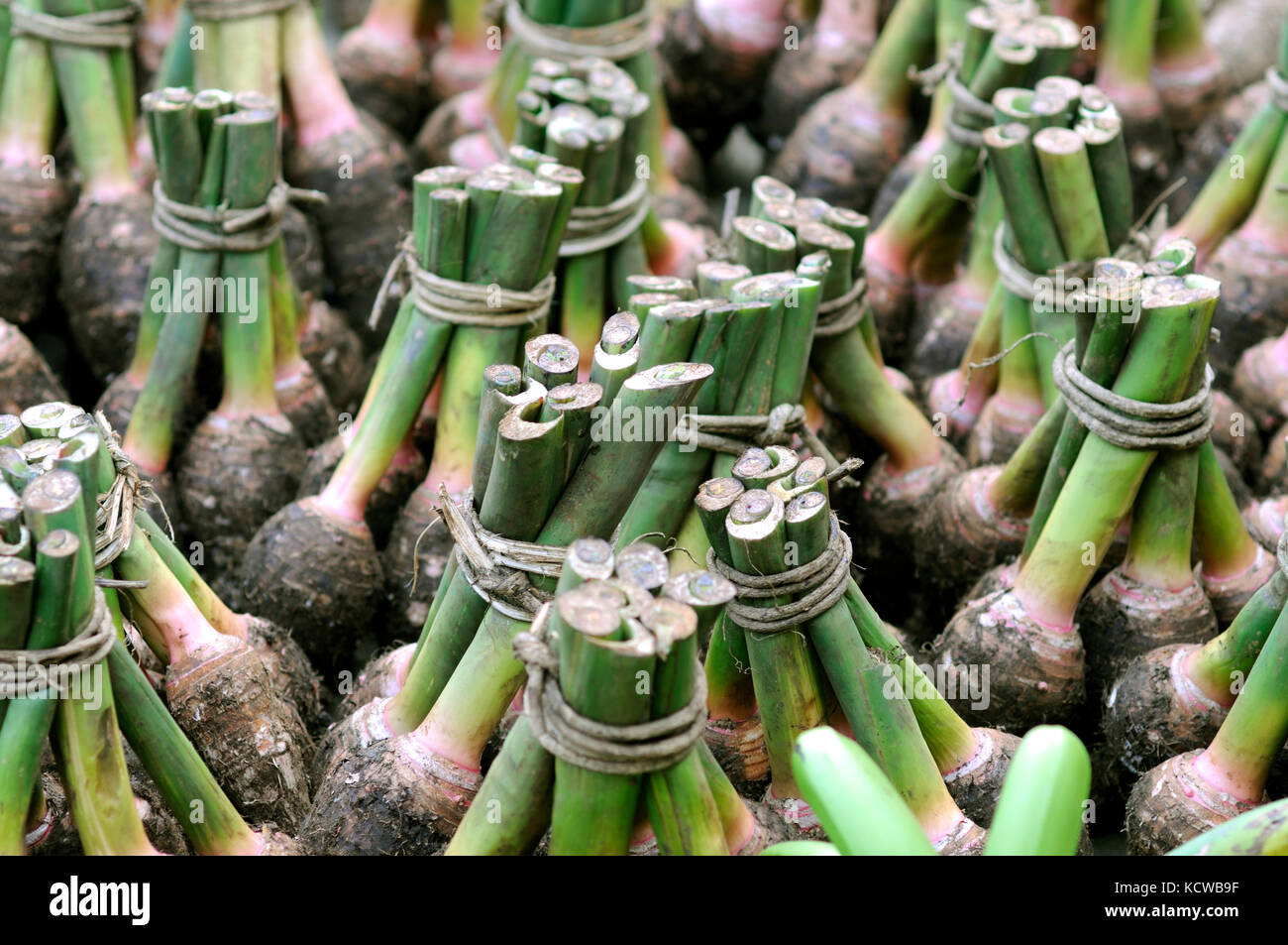 taro, central market port vila vanuatu Stock Photo - Alamy
