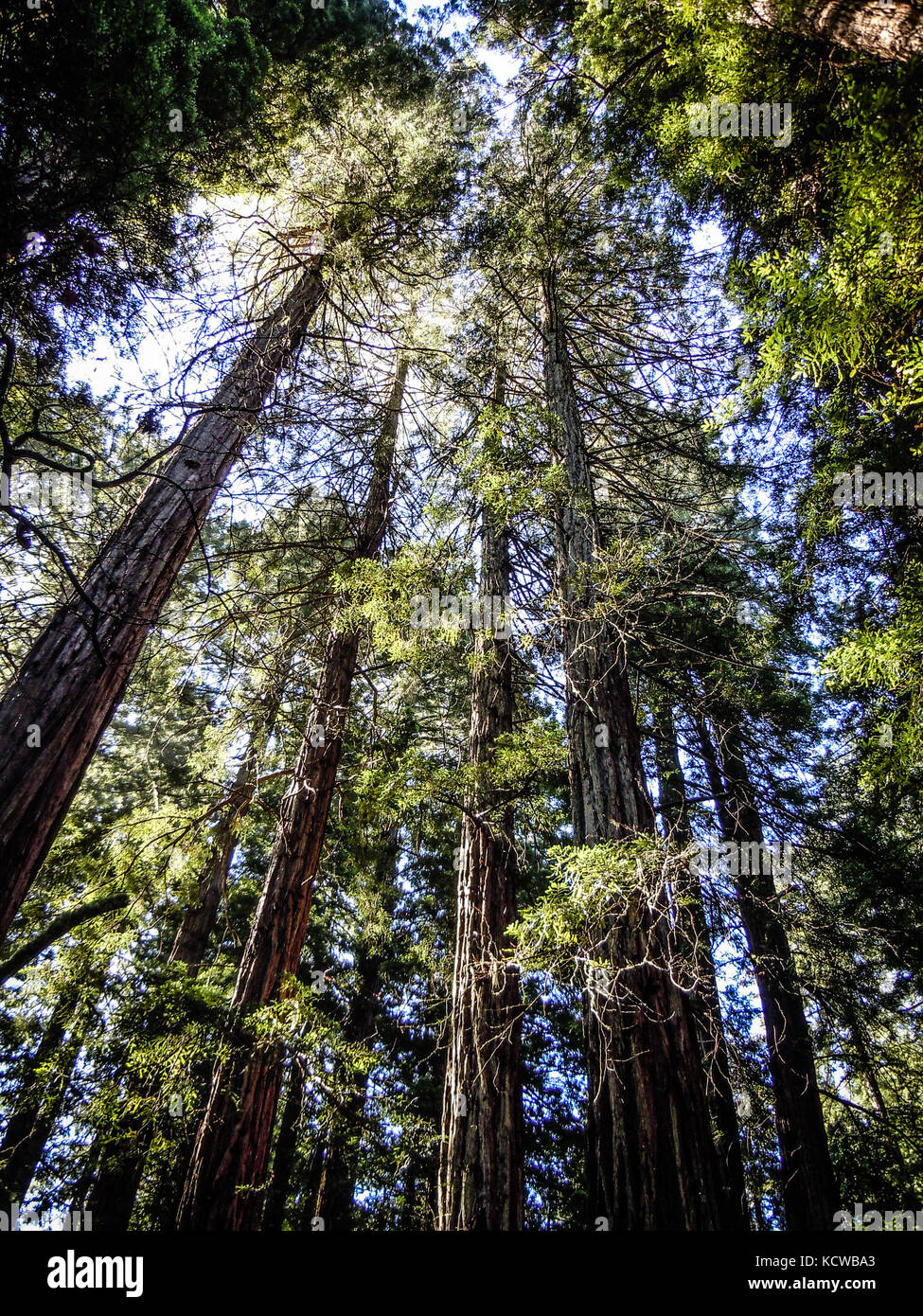 forest and tree in yellostone Stock Photo - Alamy