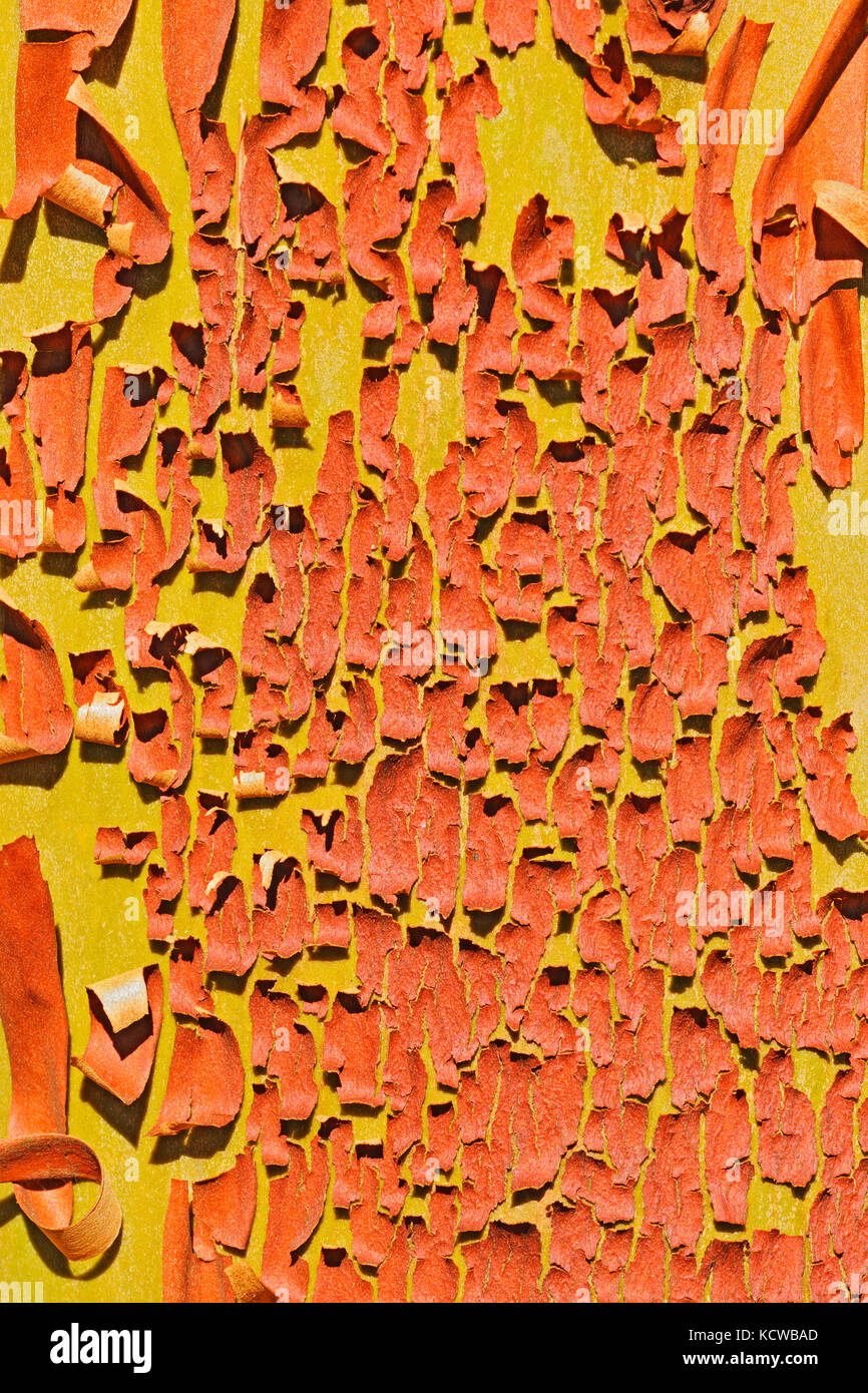 Bark of Arbutus (Pacific Madrone) (Arbutus menzeisii) tree. Canada's ...