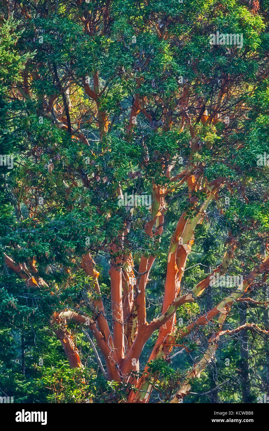 Madrone Tree High Resolution Stock Photography and Images - Alamy