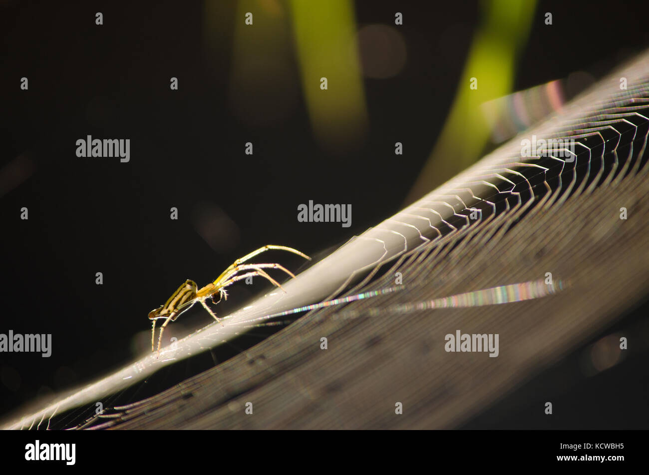 Spider climbing web hi-res stock photography and images - Alamy