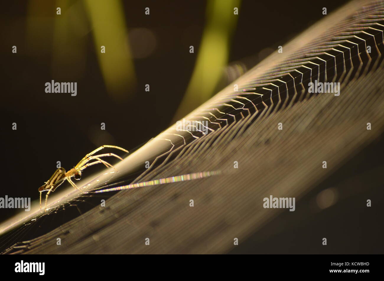 Spider climbing web Stock Photo - Alamy