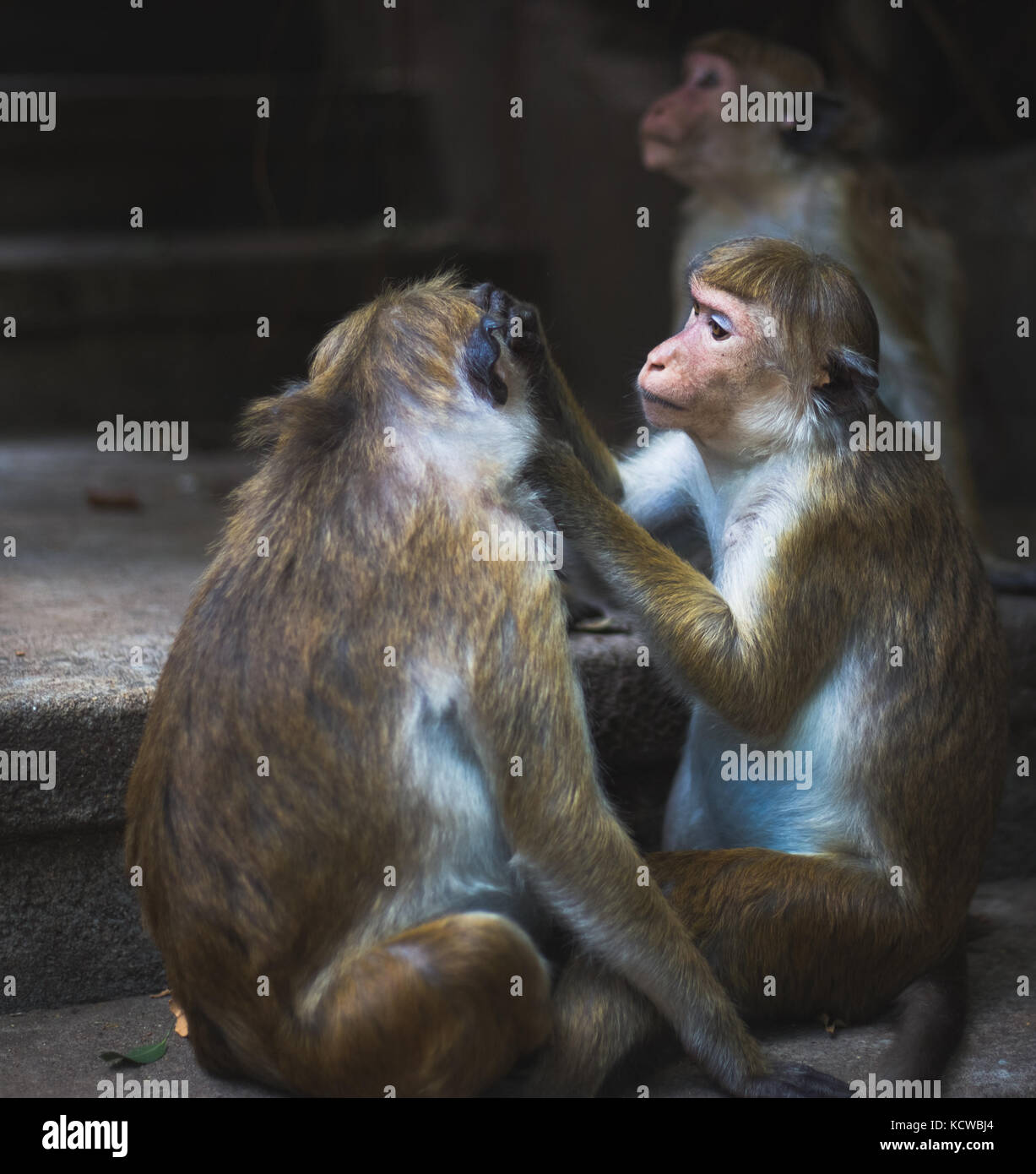 Monkey family hi-res stock photography and images - Alamy