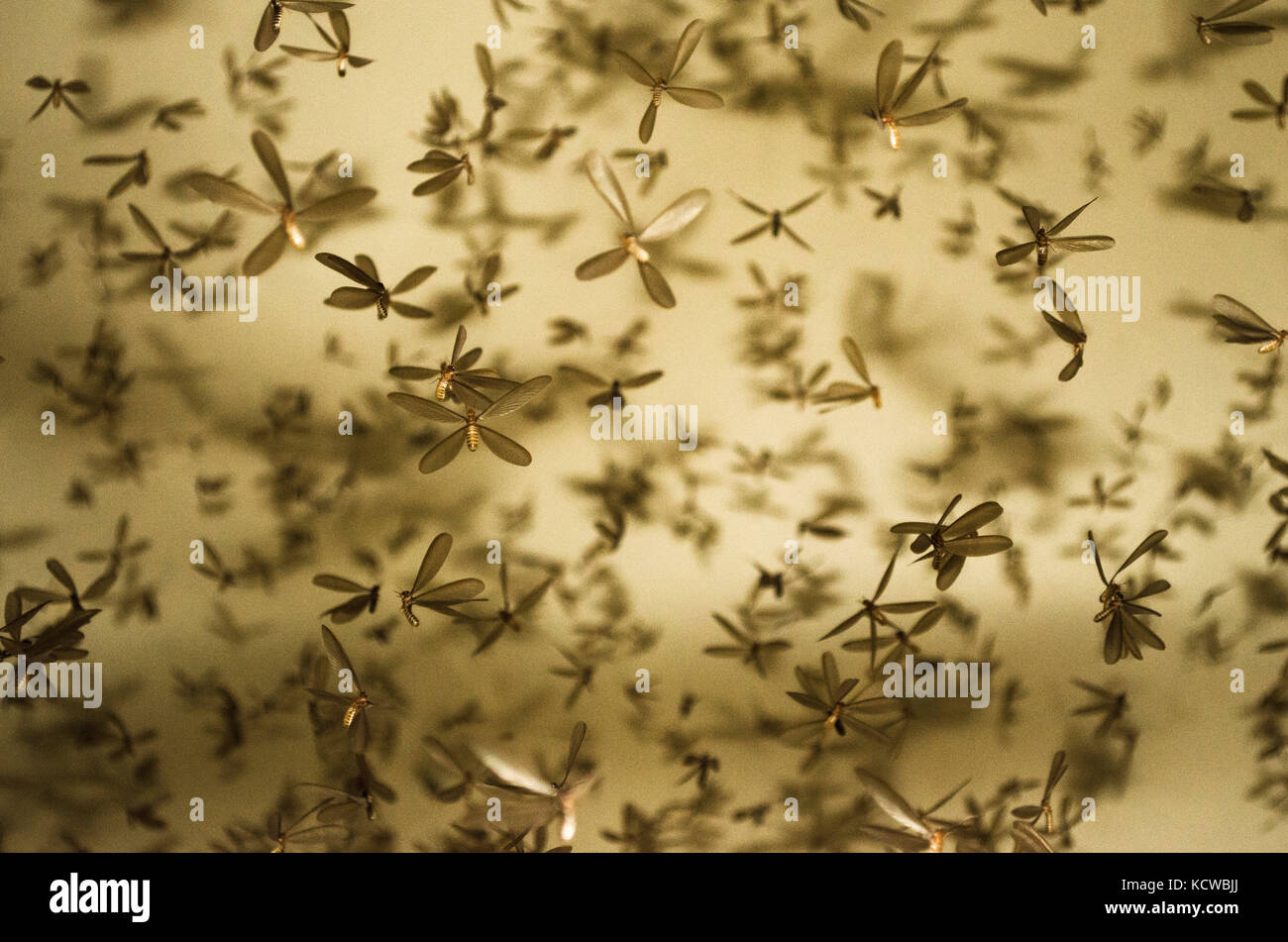 Swarming insects hi-res stock photography and images - Alamy