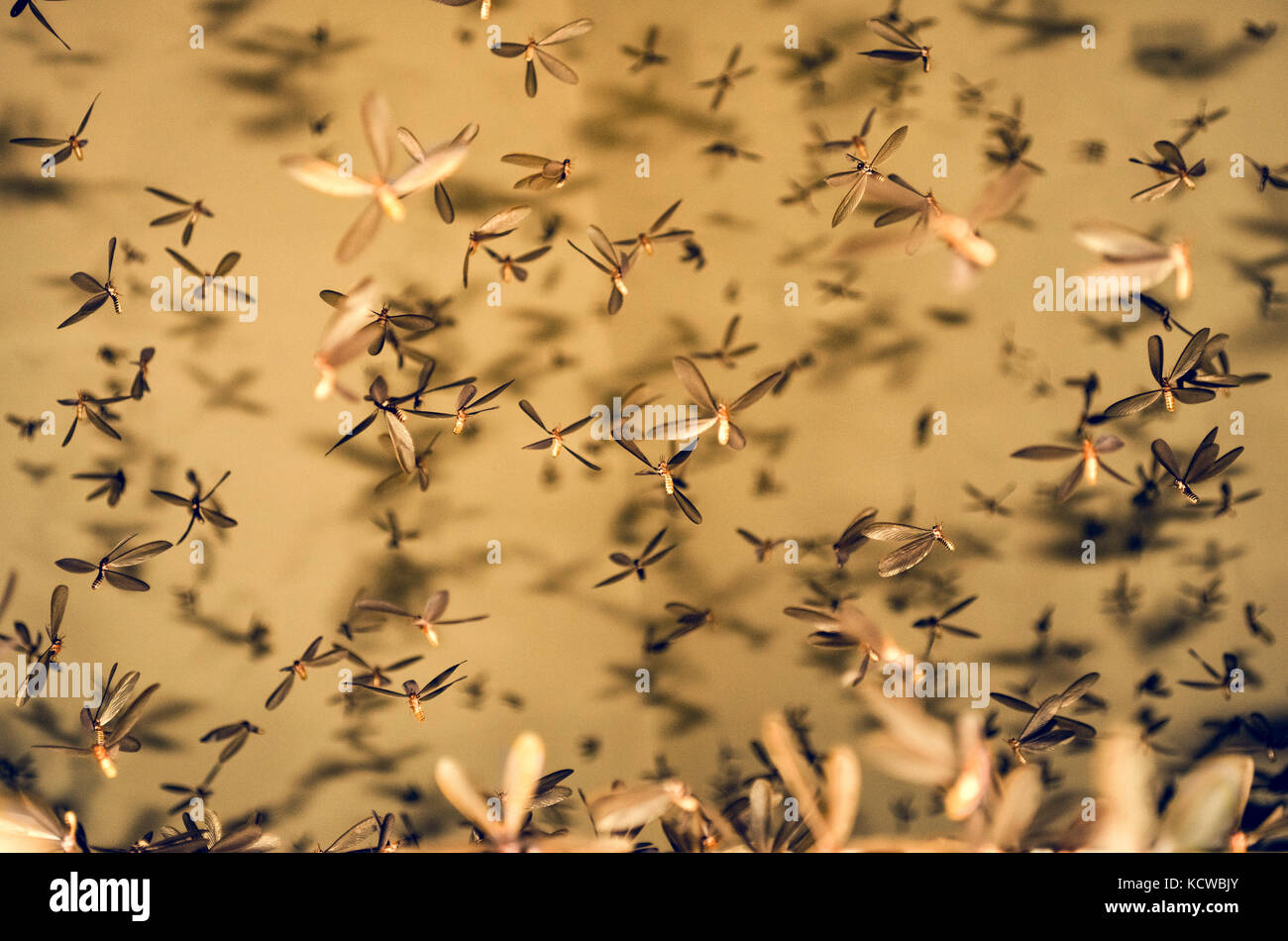 Swarming Insects Stock Photos & Swarming Insects Stock Images - Alamy